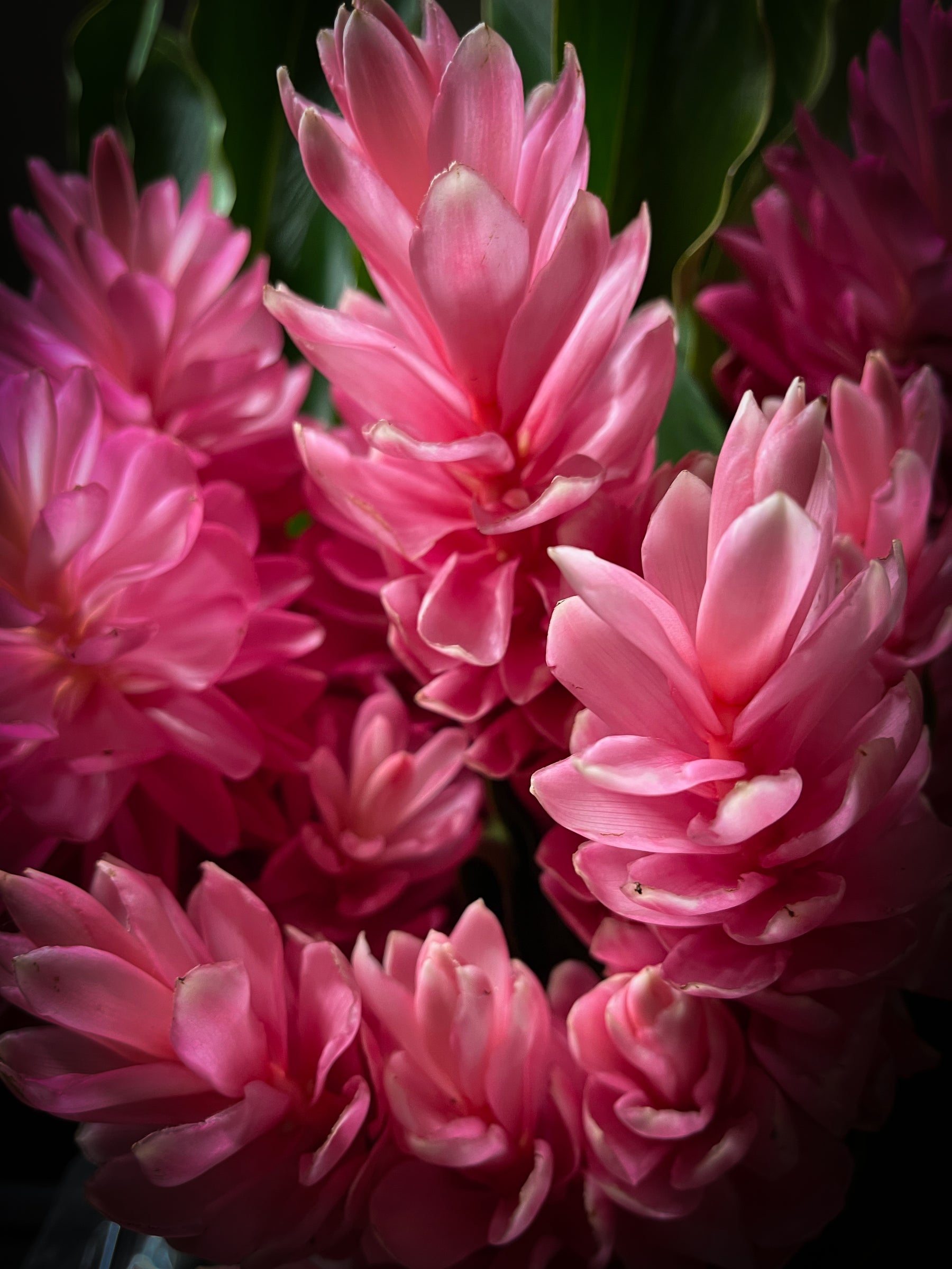 Tropical flowers from Hawaii – Maui Floral